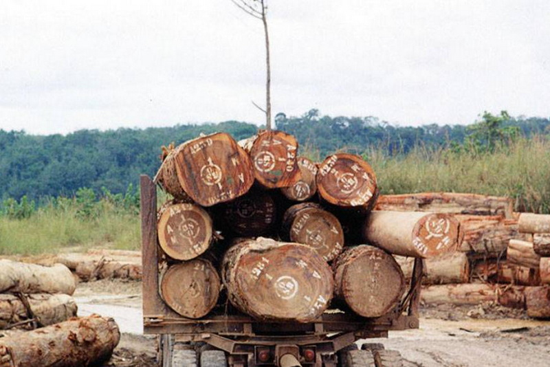 Bilinga Sawn Timber China news - SHD WOOD